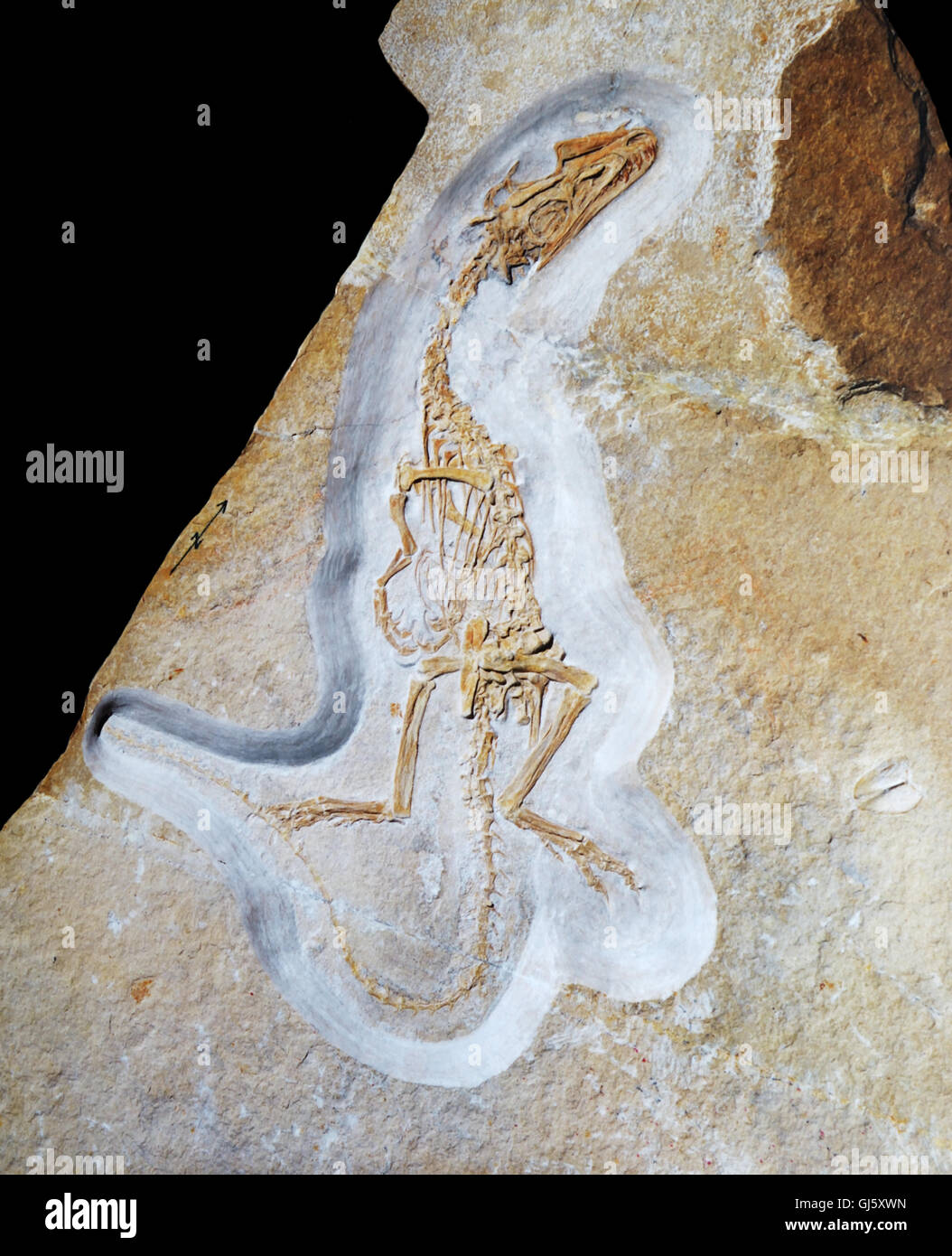 Juravenator starki fossil, late Jurassic 152-145 mya, Solnhofen ...