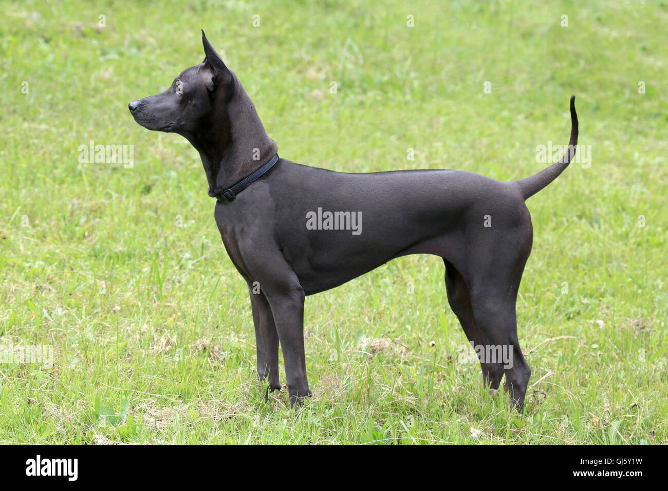 Dog breed thai ridgeback hi-res stock photography and images - Alamy
