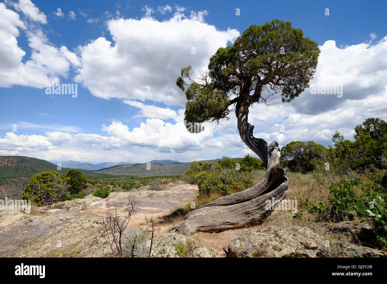 Juniper Tree silhouetted against cloudy blue sky Stock Photo - Alamy