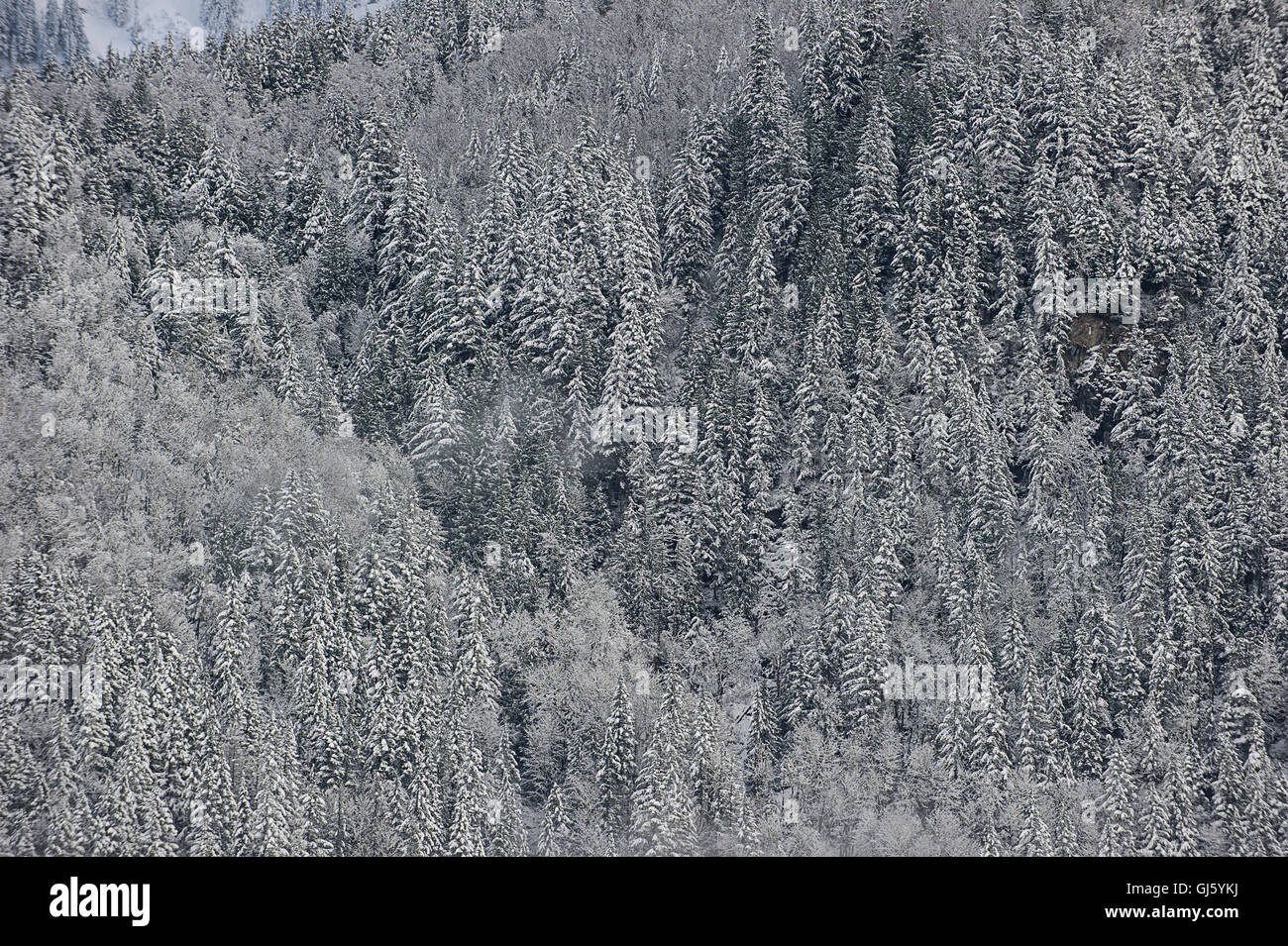 Winter mountain forest scene, British Columbia Stock Photo - Alamy