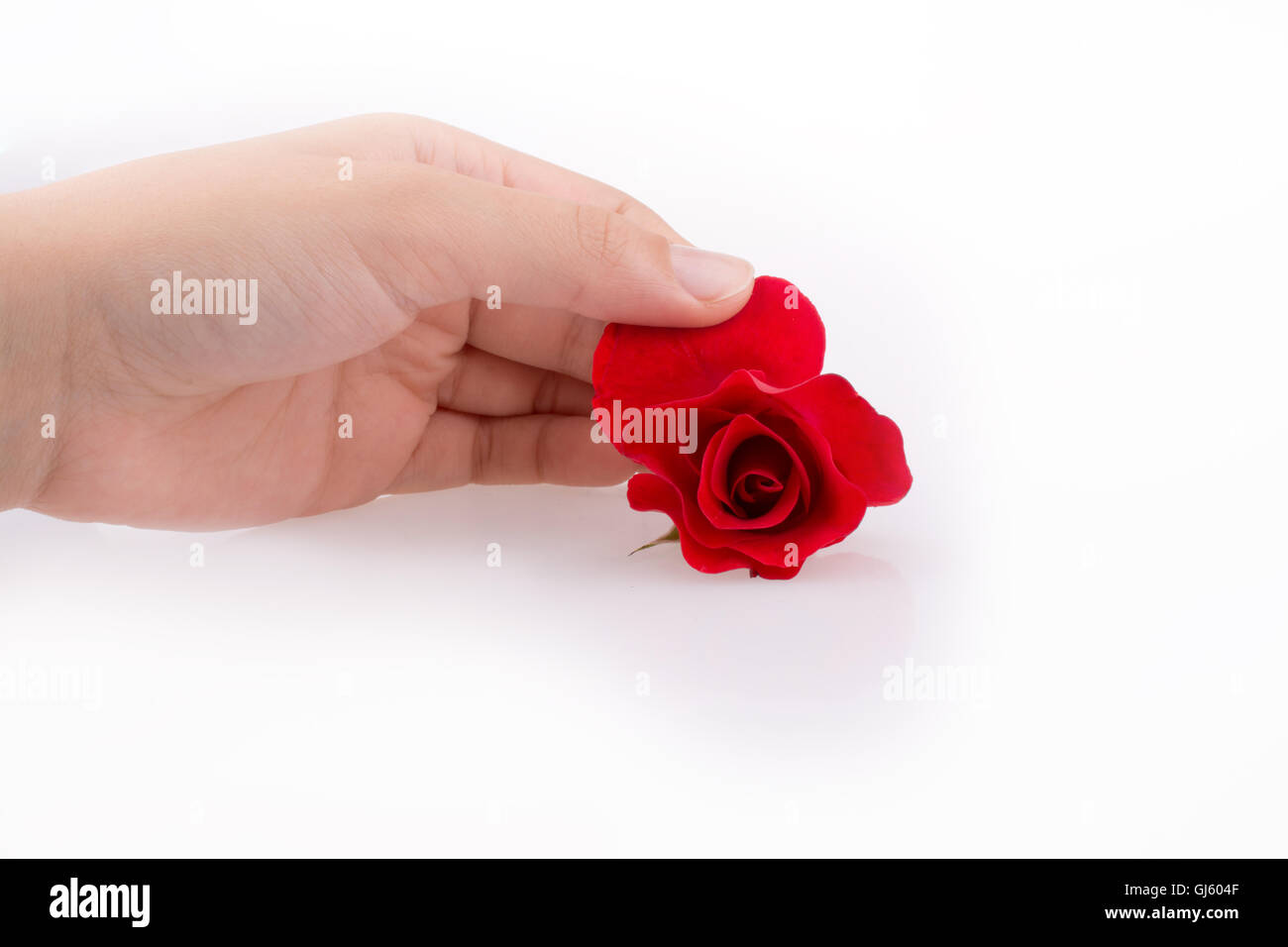 Hand holding a red rose on a white background Stock Photo - Alamy