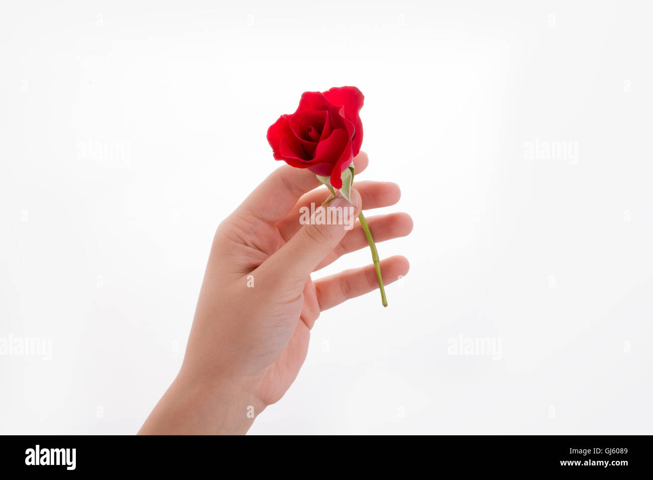 Hand holding a red rose on a white background Stock Photo - Alamy