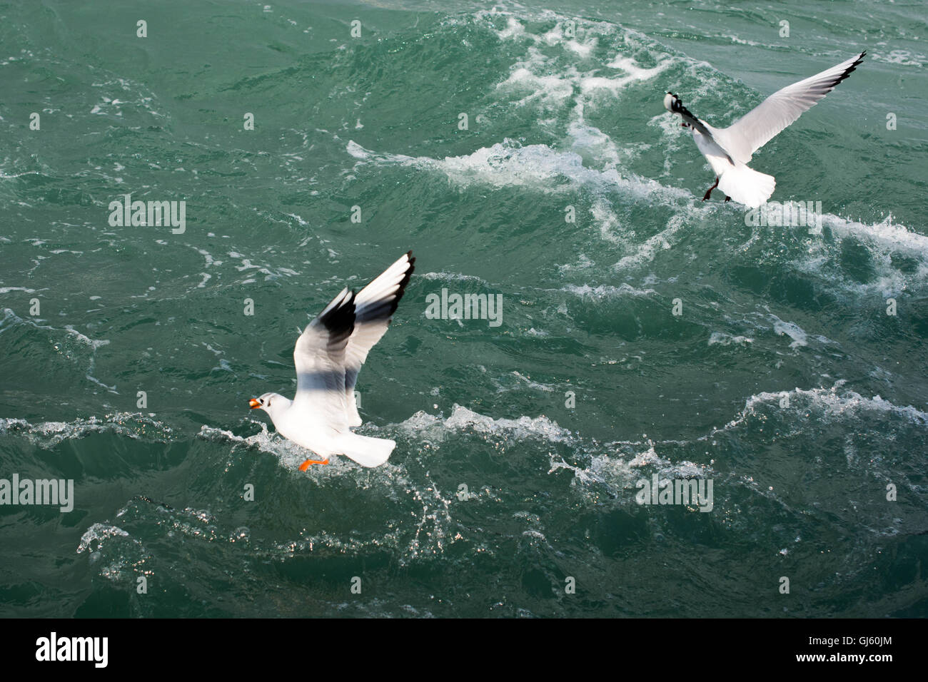 Seagulls fly over waters of sea Stock Photo - Alamy