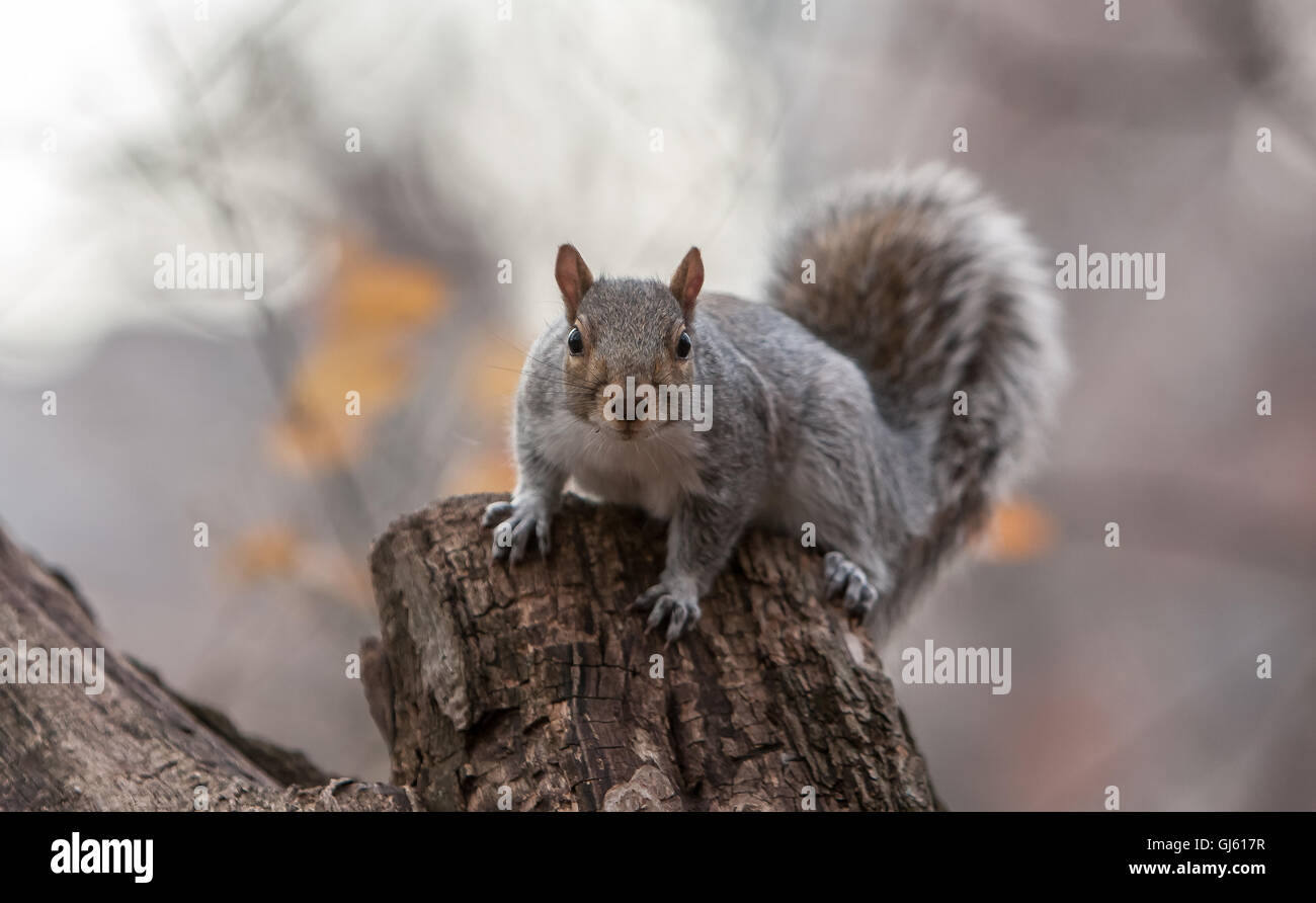 Squirrel face hi-res stock photography and images - Alamy