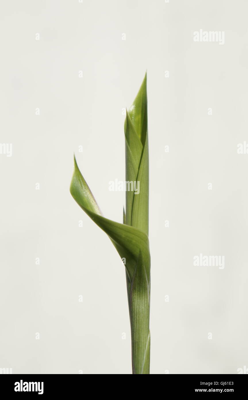 green shoot leaf Stock Photo - Alamy