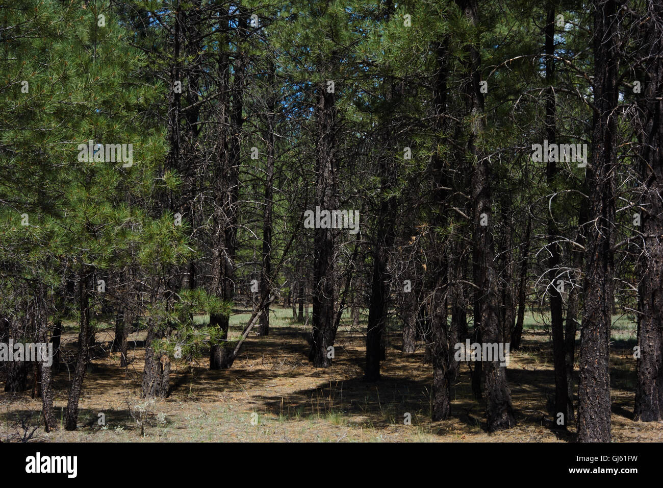 Pine trees with fire blackened trunks from forest fire. Arizona, USA ...
