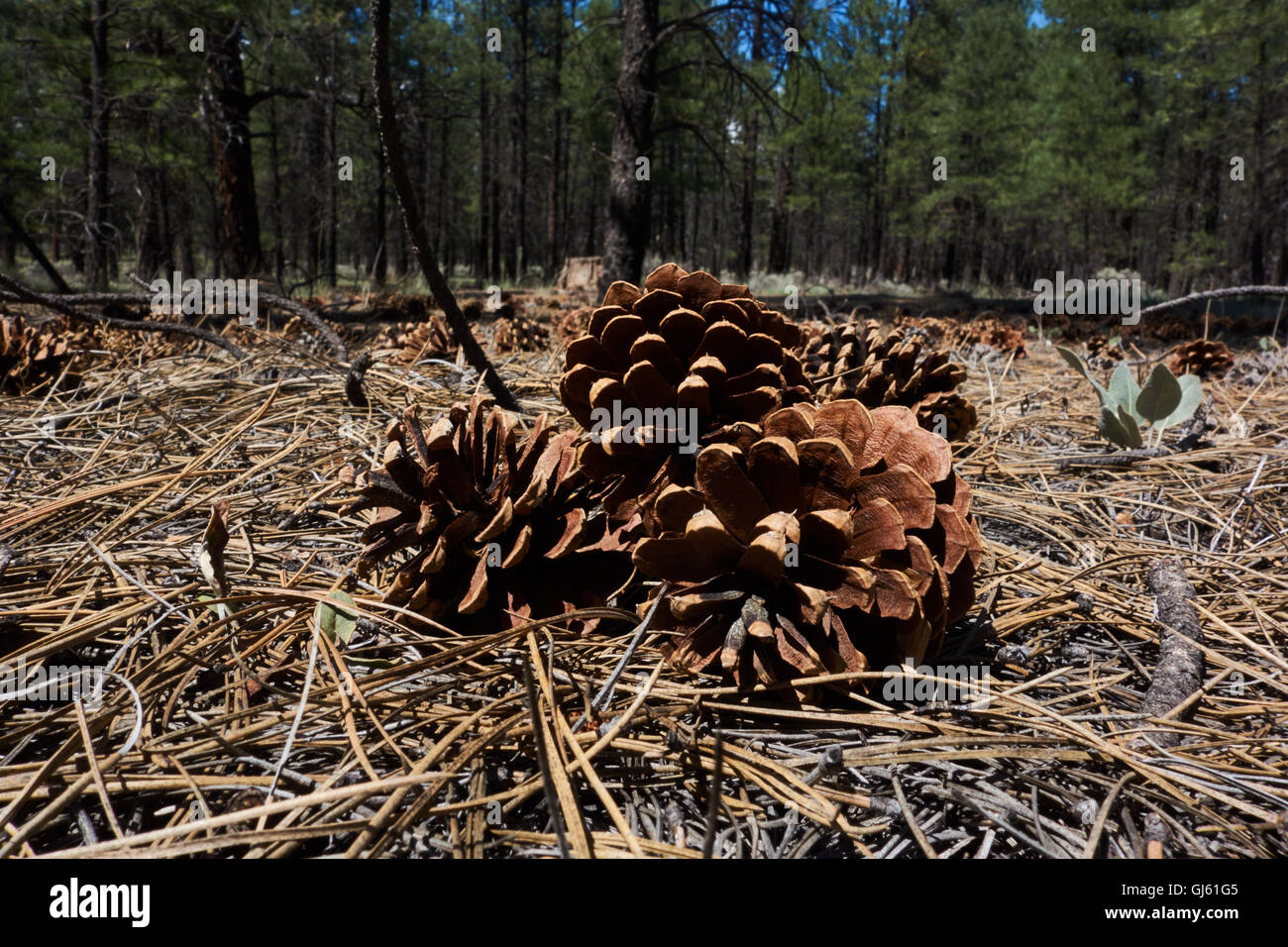 Cleared forest floor hi-res stock photography and images - Alamy