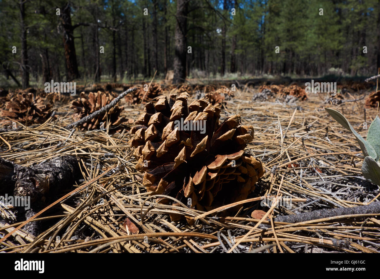 Pine cones of forest floor that has been cleared by fire. Arizona USA ...
