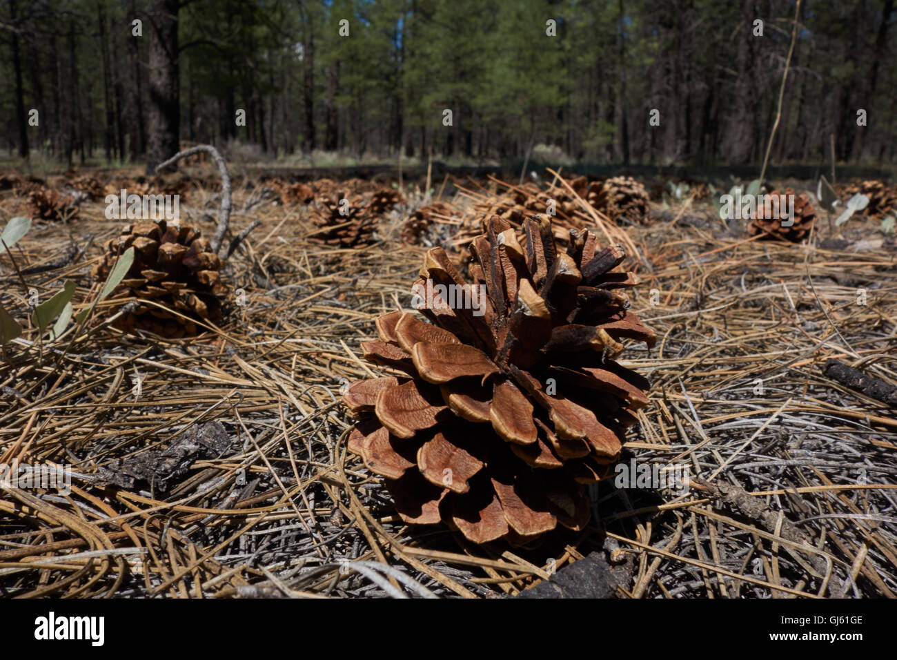 Cleared forest floor hi-res stock photography and images - Alamy
