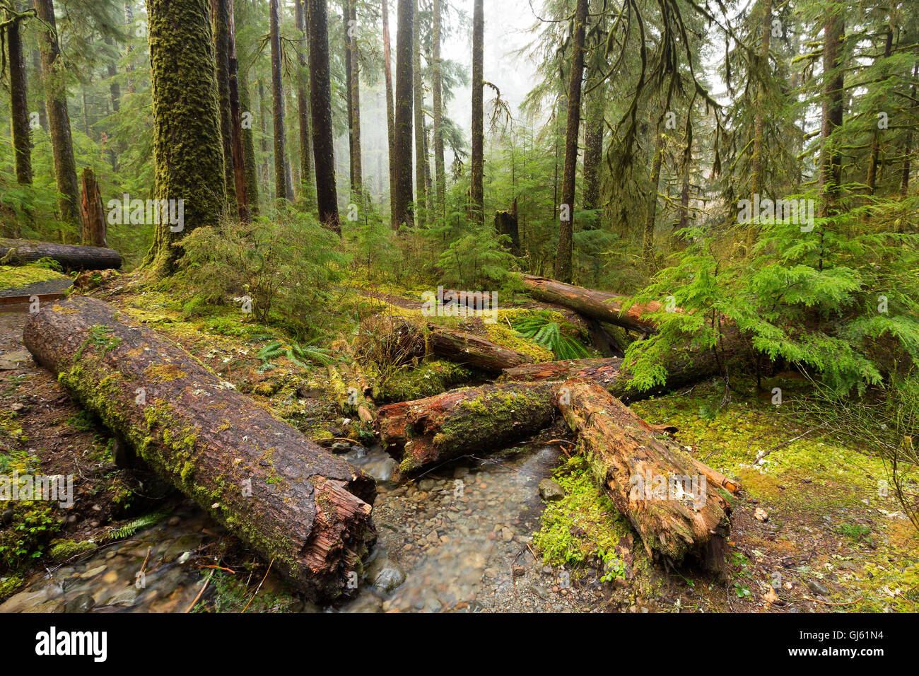 Foggy forest scene in Olympic National Park in Washington. Mist over ...