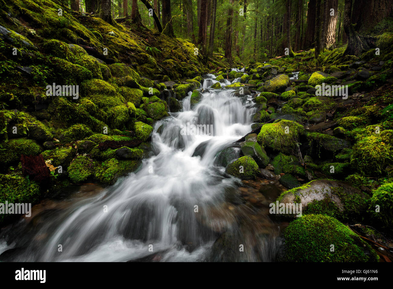Small creek falls in lush green rain forest of Olympic National Park ...