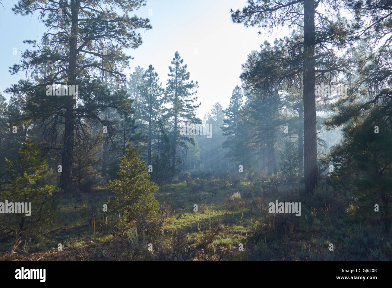 Smoke from distant forest fire inside Kaibab forest near to the Grand ...