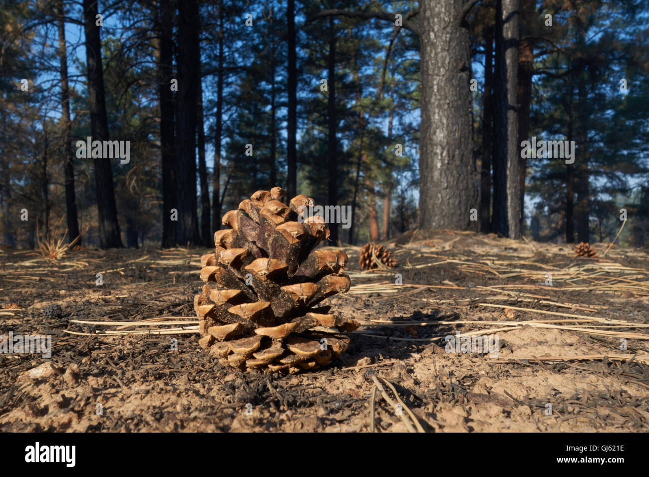 Fire cones hi-res stock photography and images - Alamy