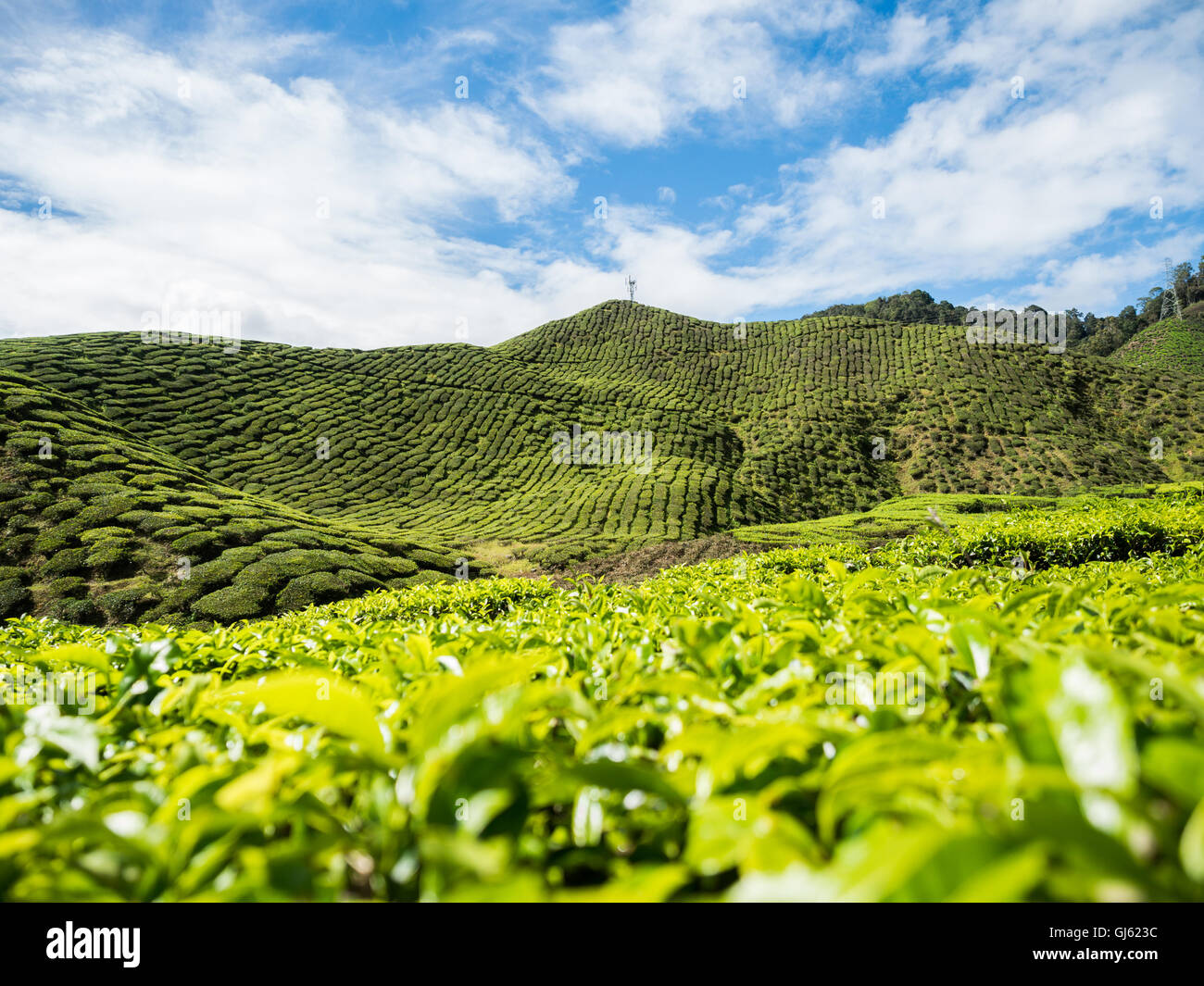 Cameron valley tea estate hi-res stock photography and images - Alamy