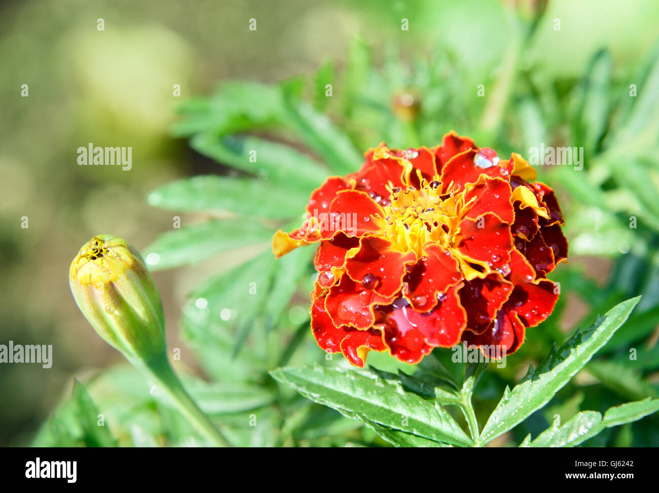 Marigolds flower, Tagetes with drops in the garden in summer Stock ...