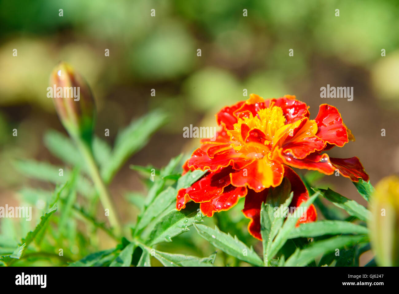 Marigolds flower, Tagetes with drops in the garden in summer Stock ...