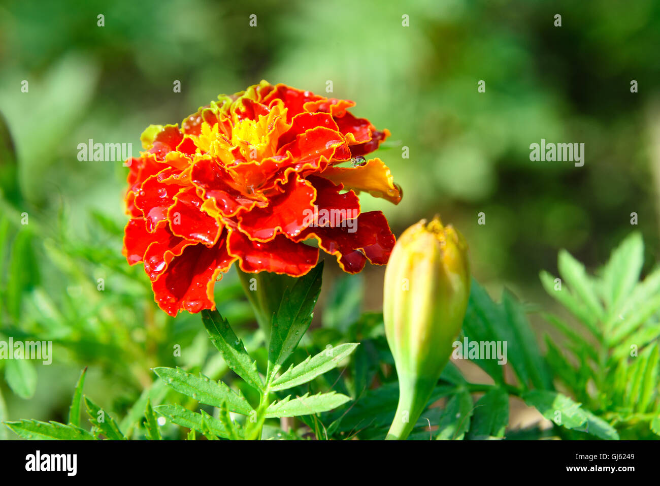 Marigolds flower, Tagetes with drops in the garden in summer Stock ...