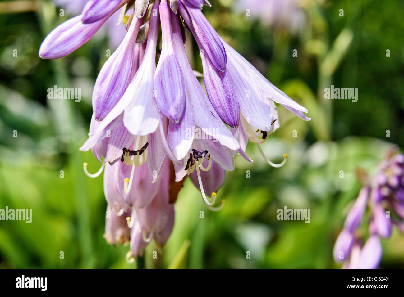 Hosta flower blooming in the garden. Green backgrouns. Close-up Stock ...
