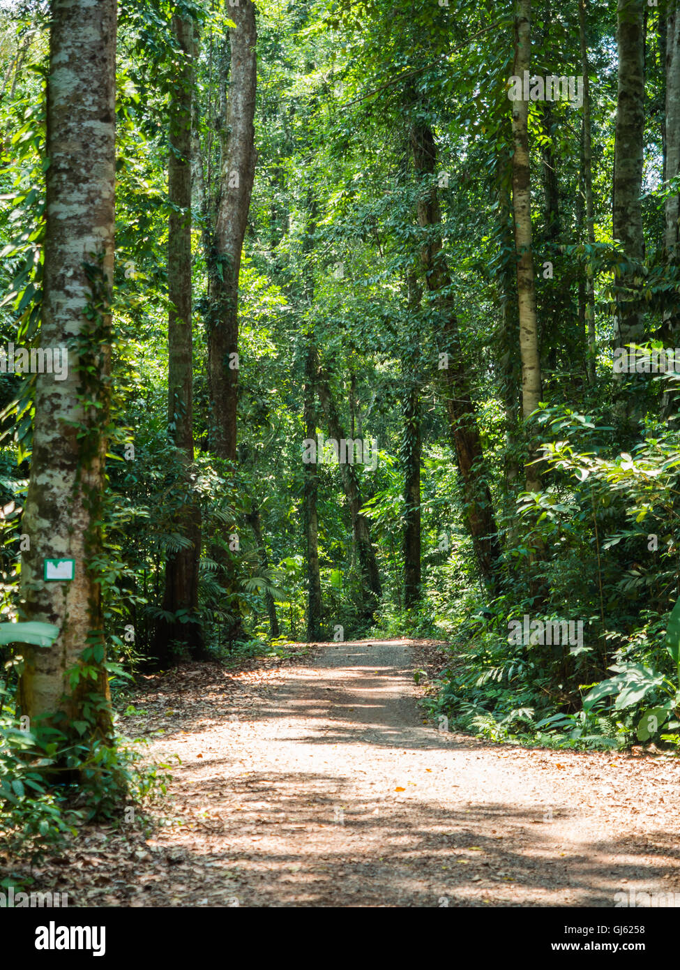 Walking trail in forest at Koh Kood, Trat, Thailand Stock Photo - Alamy