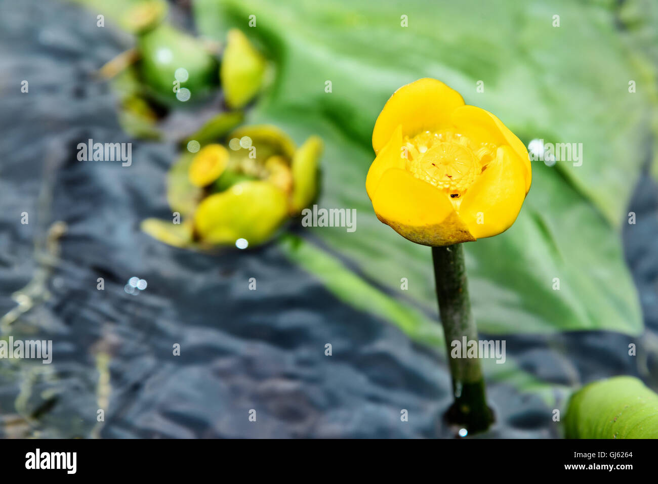 Yellow Nuphar lutea flower in the water. Yellow water-lily Stock Photo ...