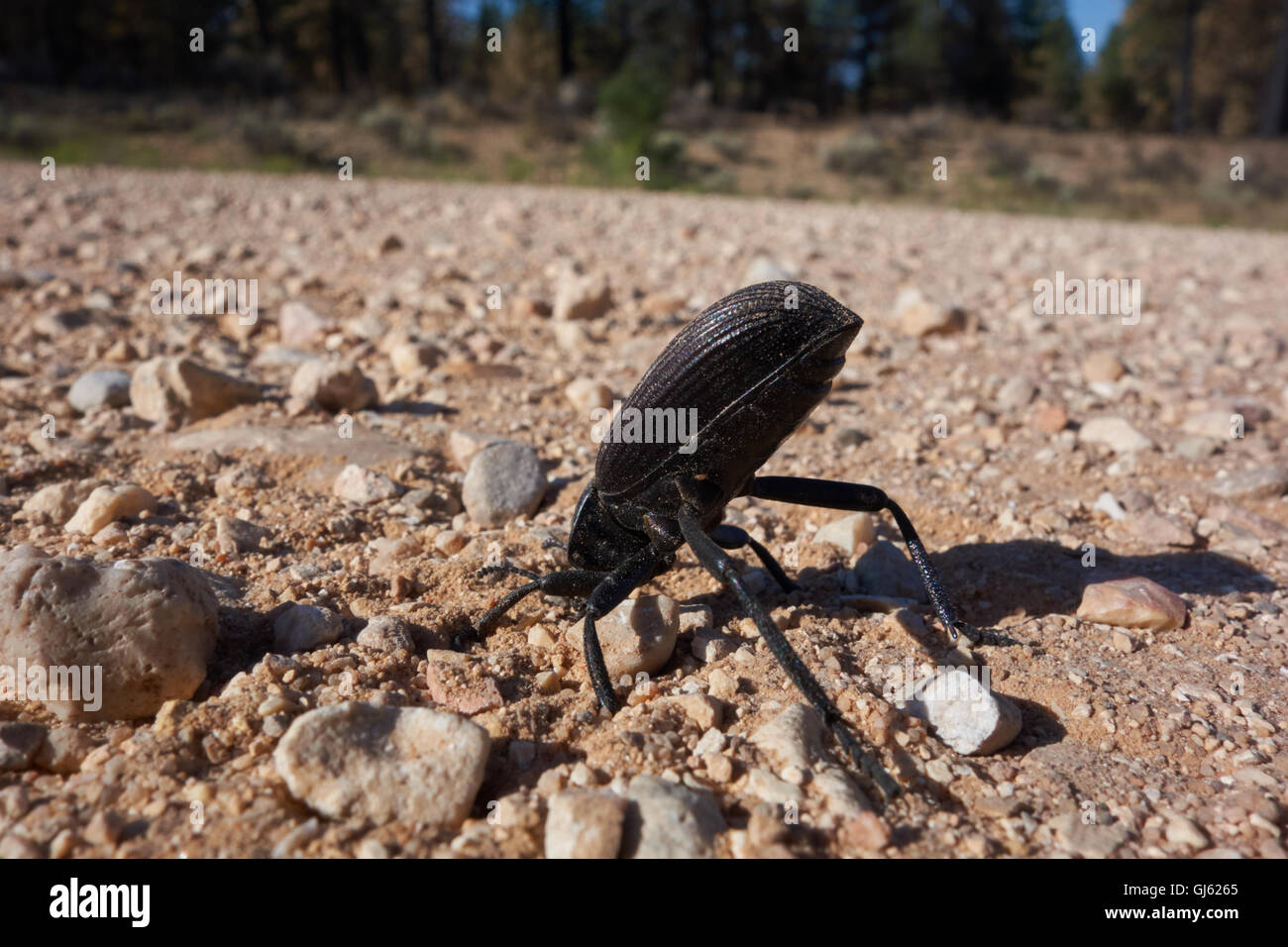 Arizona fauna hi-res stock photography and images - Alamy