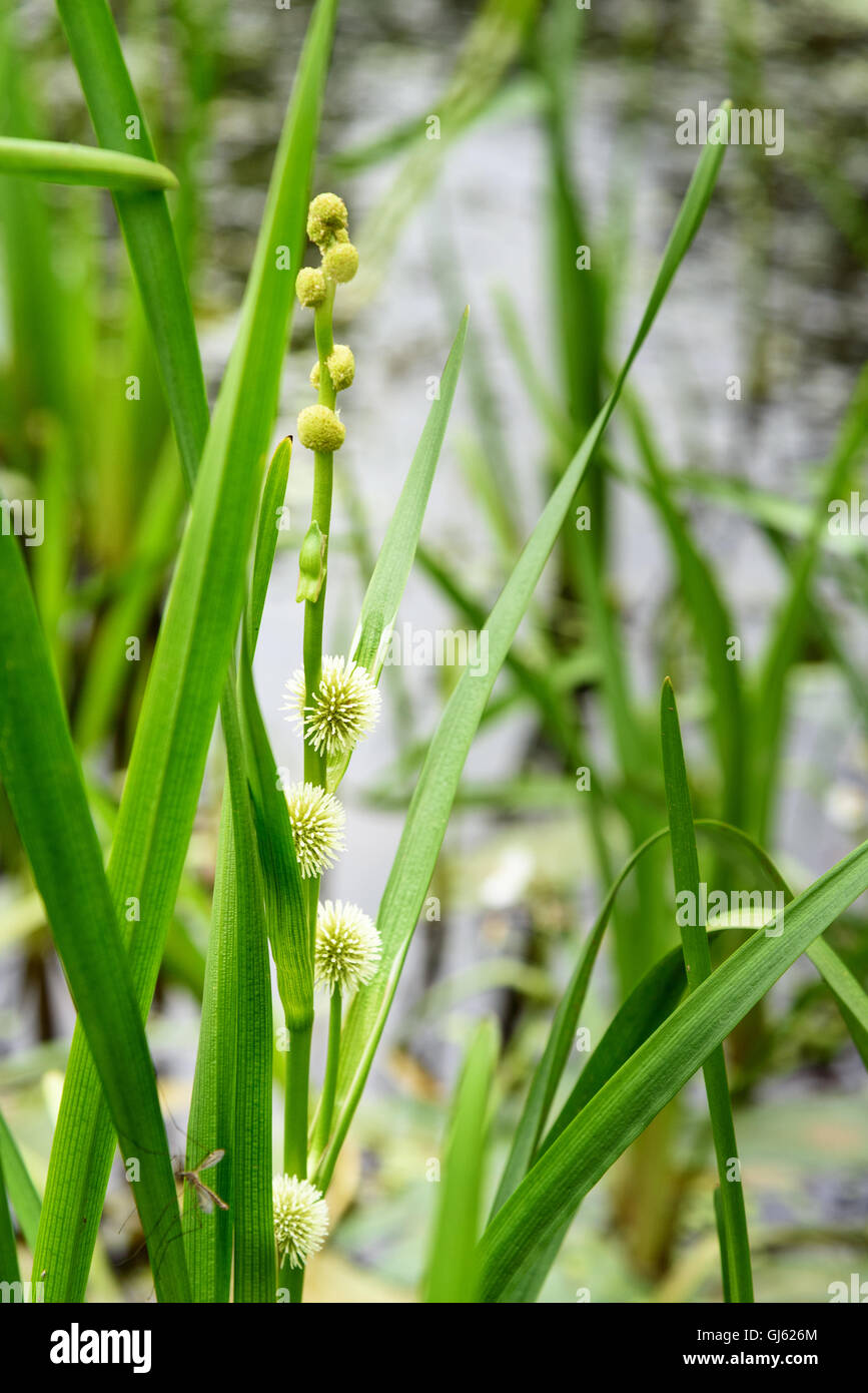Sparganium emersum hi-res stock photography and images - Alamy