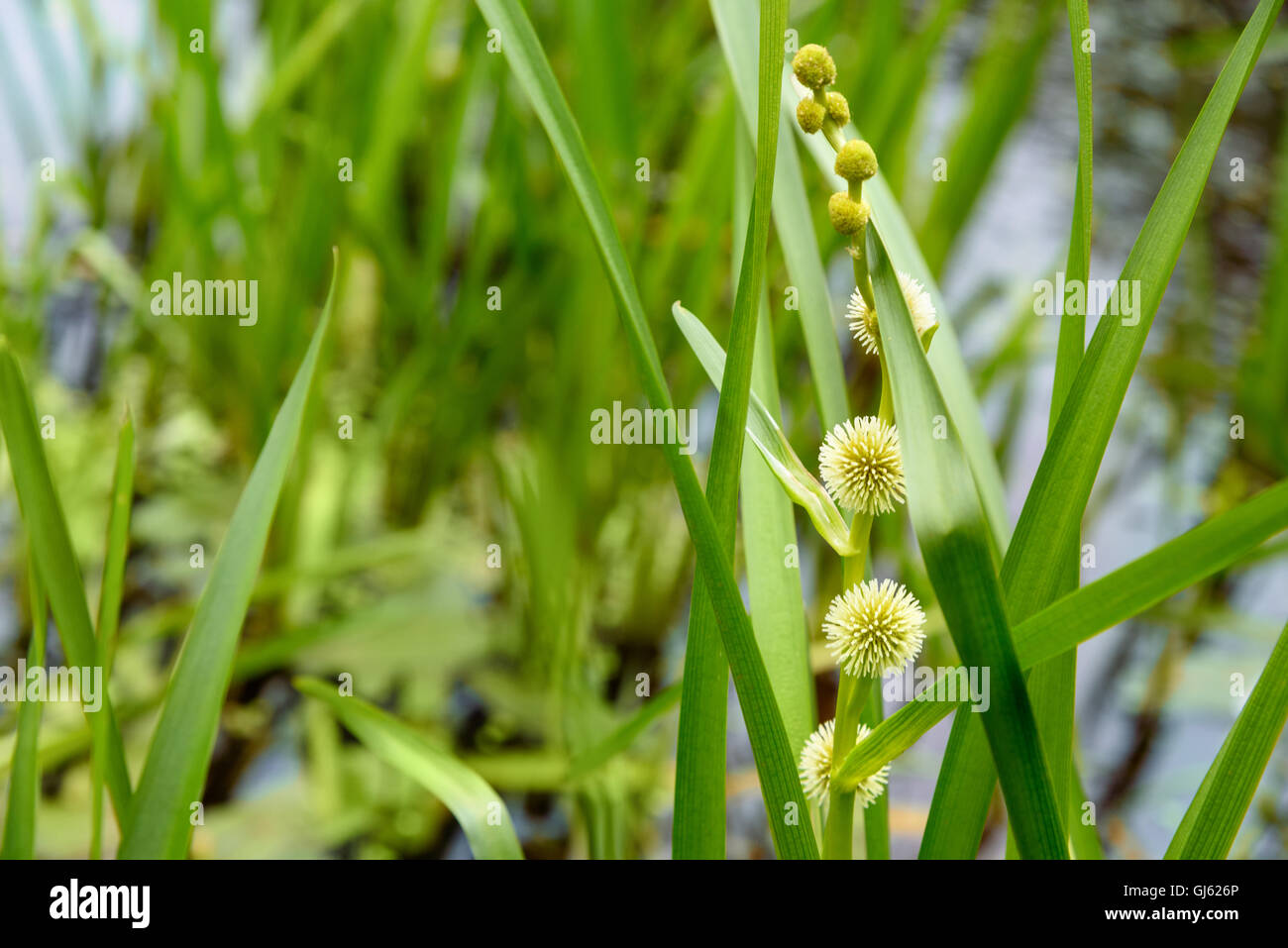 Sparganium hi-res stock photography and images - Alamy