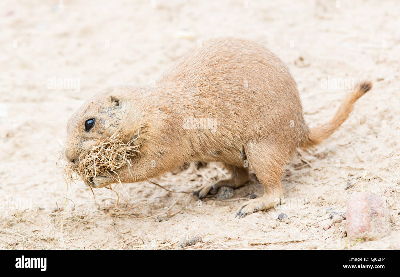 Black-Tailed prairie dog in it's natural habitat, gathering nesting ...