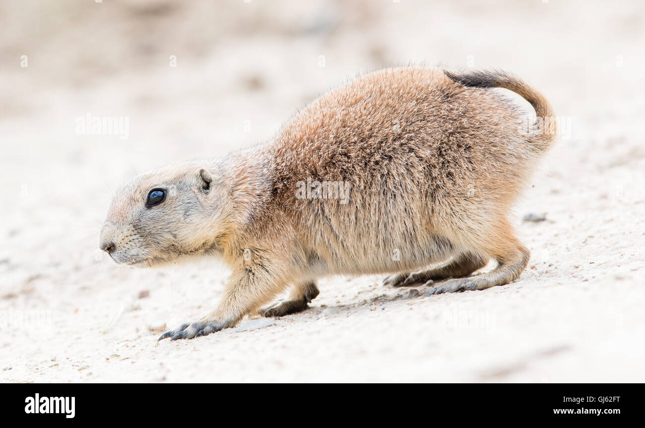 Black tailed prairie dog teeth hi-res stock photography and images - Alamy