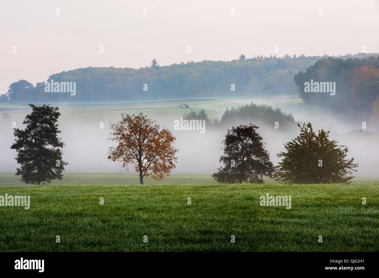 tree line covered with morning fog Stock Photo - Alamy
