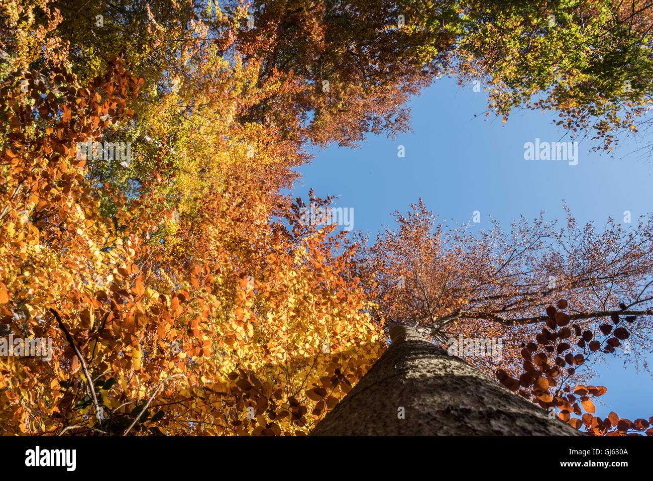 Bright autumn blue sky hi-res stock photography and images - Alamy