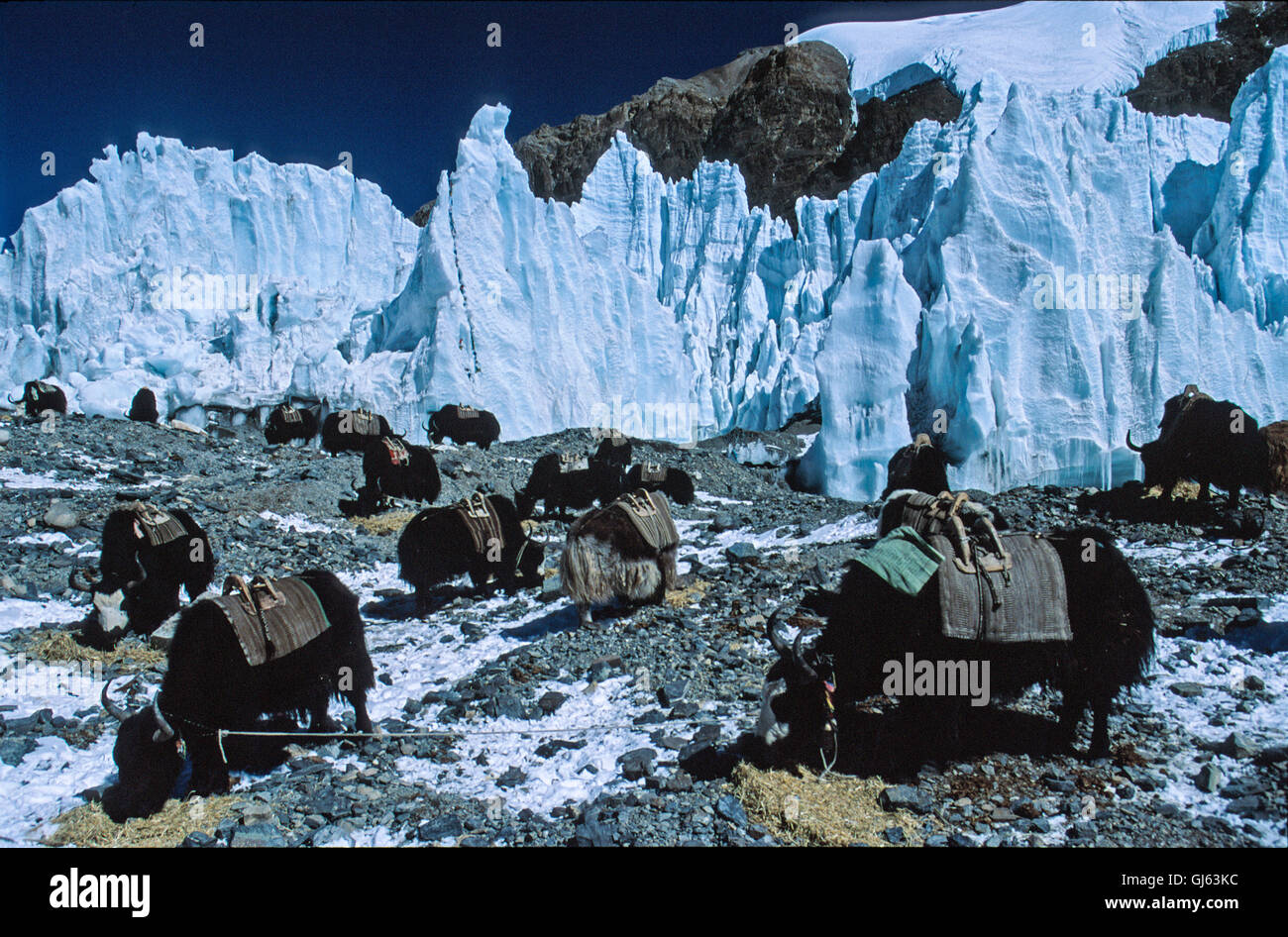 Yaks in the morning light in front of ice pinnacles at our campsite at ...
