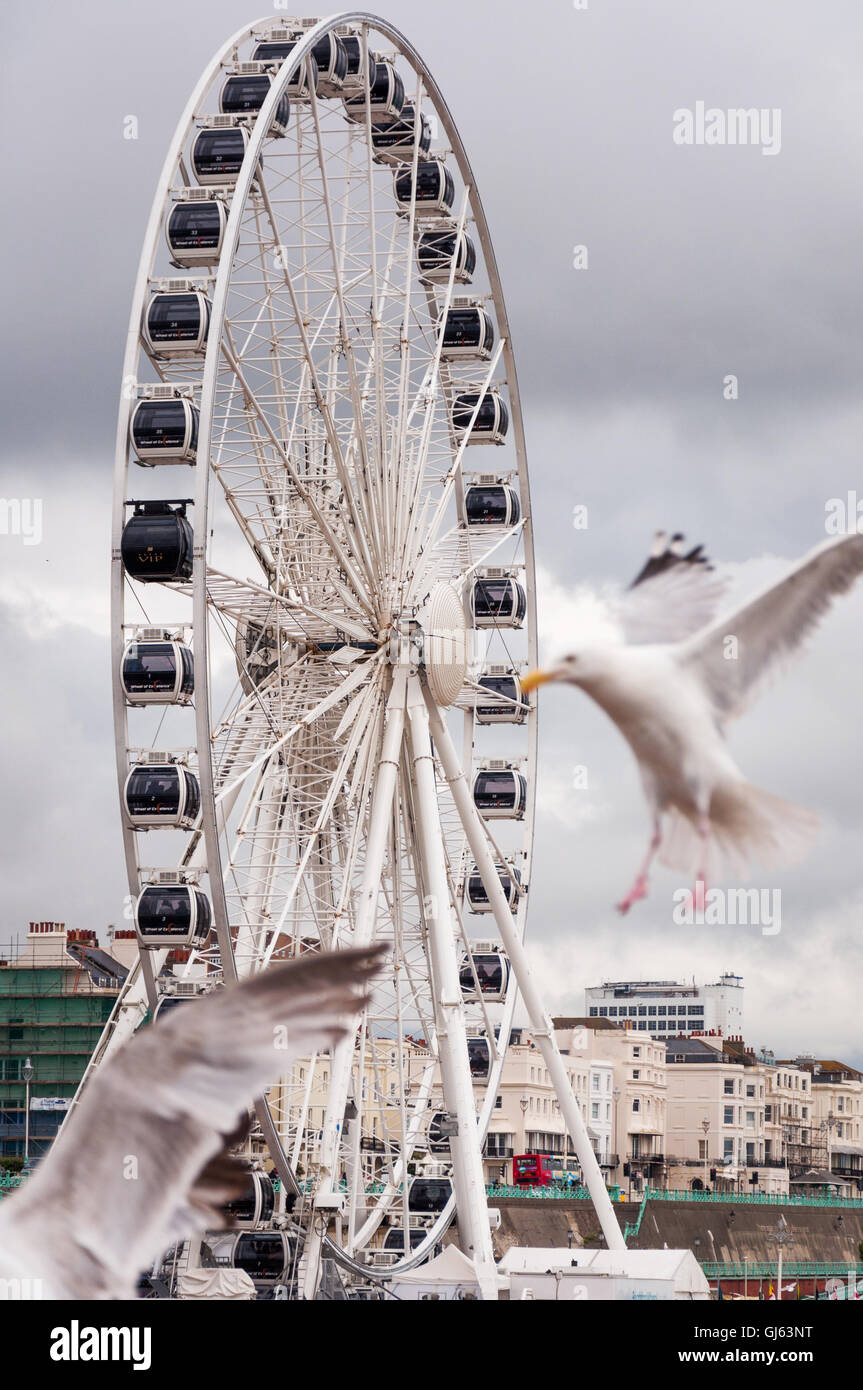 Brighton, East Essex, UK, United Kingdom, England, seagull, Herring ...