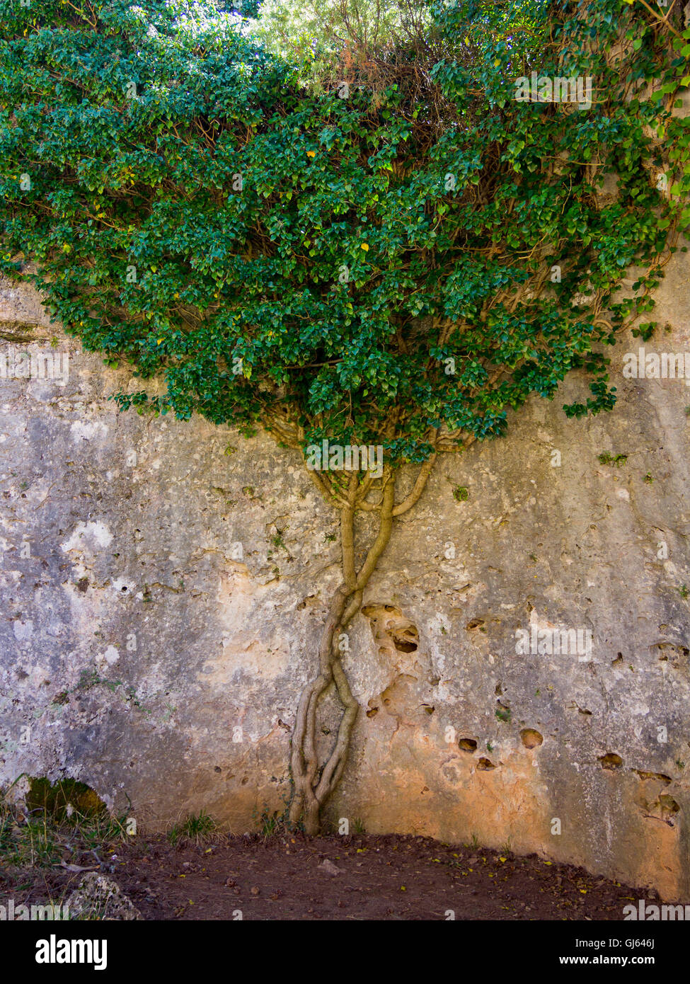 Vine on a granite rock in the field Stock Photo - Alamy