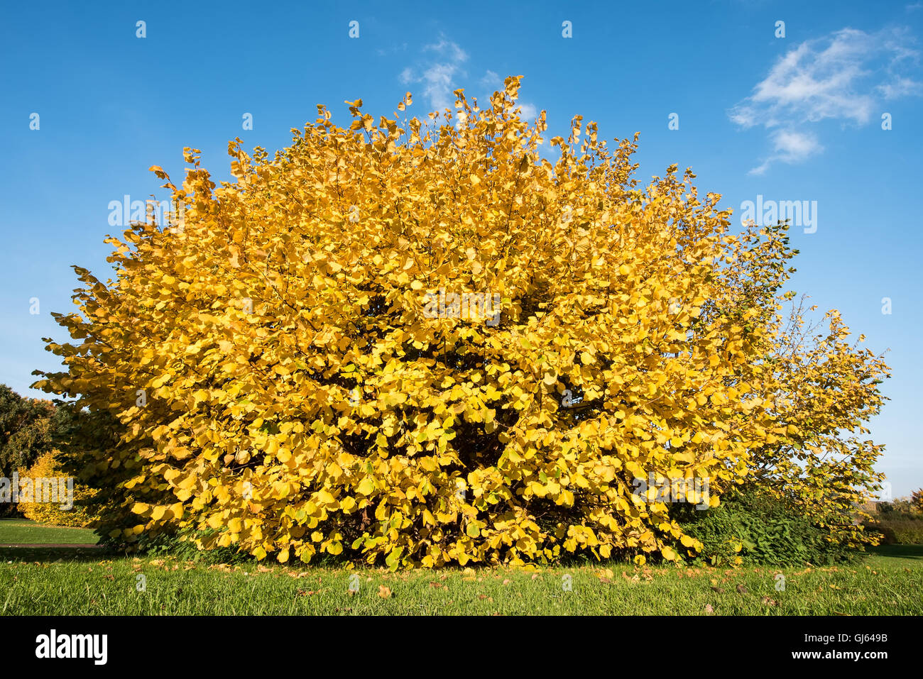 Big bush forest hi-res stock photography and images - Alamy