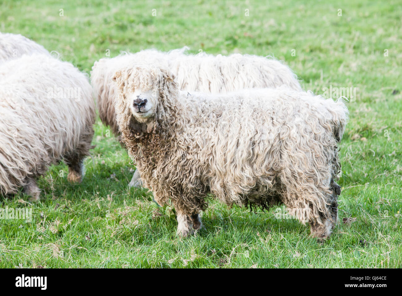 Wooly sheep,rare unusual breed in field near Wincanton,Somerset,England ...