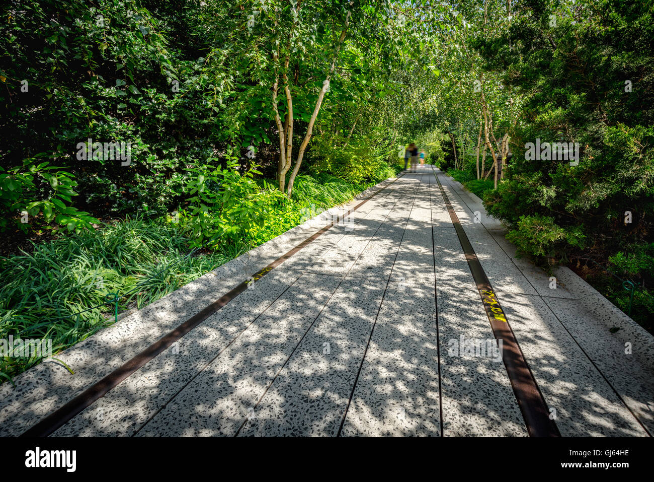 High Line promenade in Summer where trees and summer vegetation ...