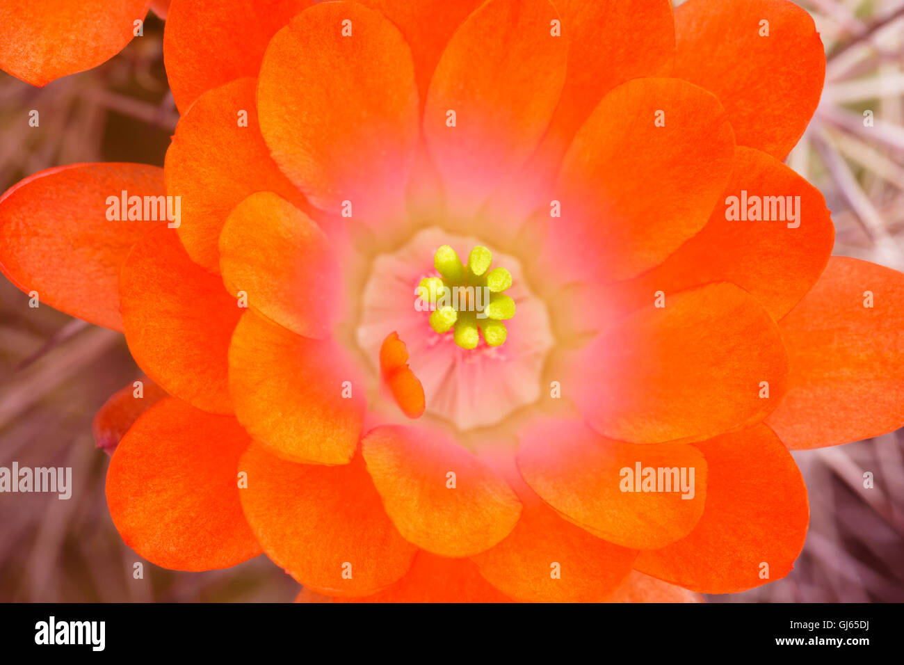 Multiple petals hi-res stock photography and images - Alamy
