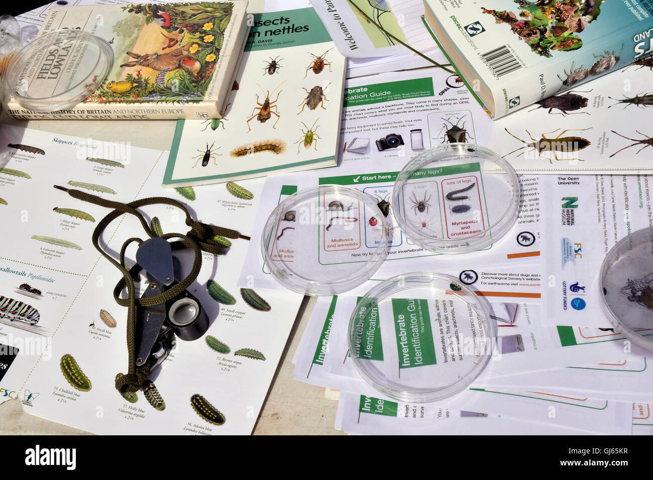 Identifying insects hi-res stock photography and images - Alamy