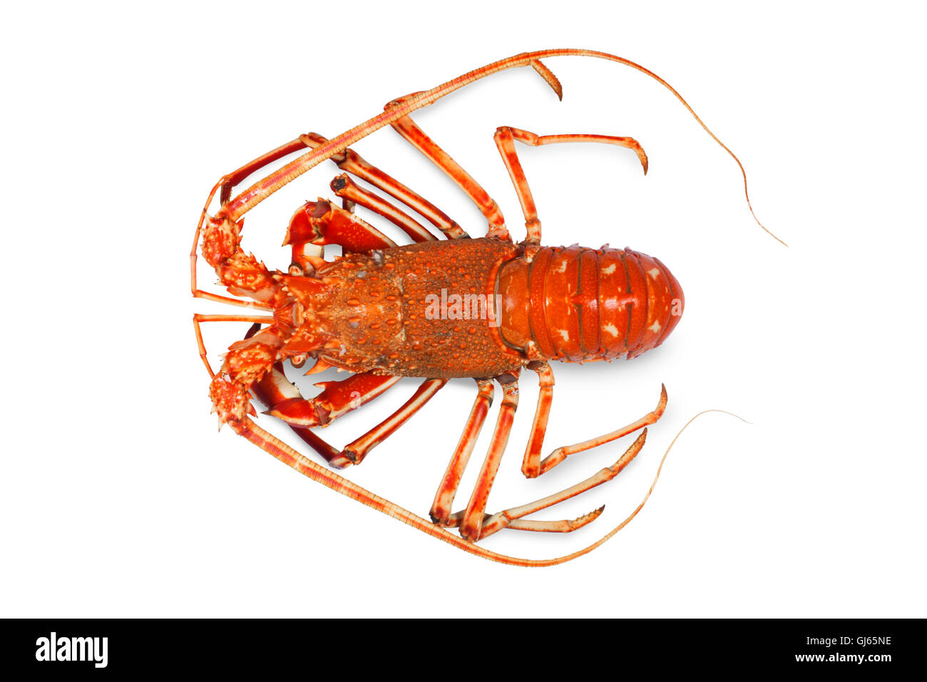Single cooked crayfish hi-res stock photography and images - Alamy