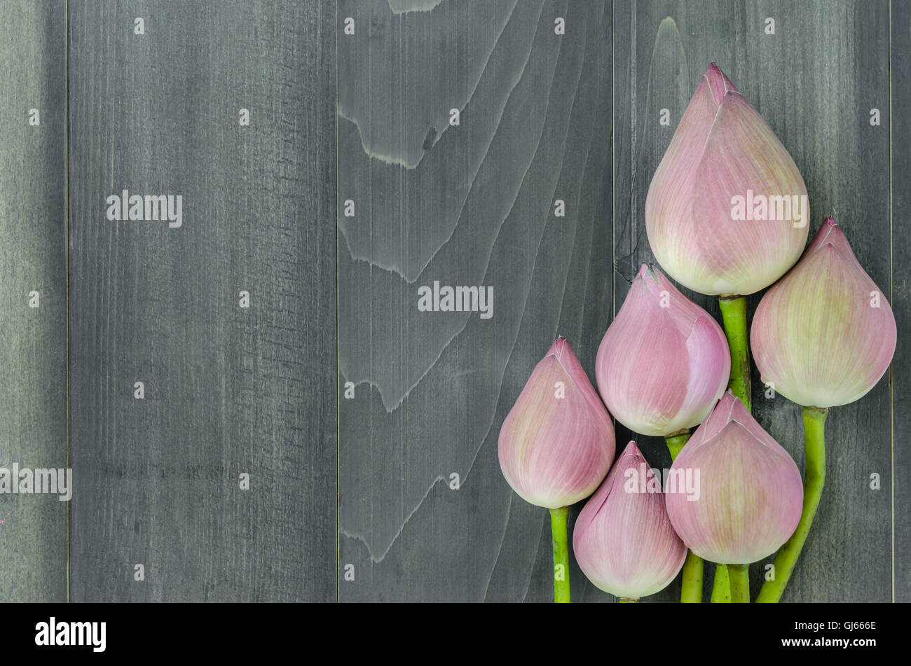 top view of pink water lily over wooden background Stock Photo - Alamy