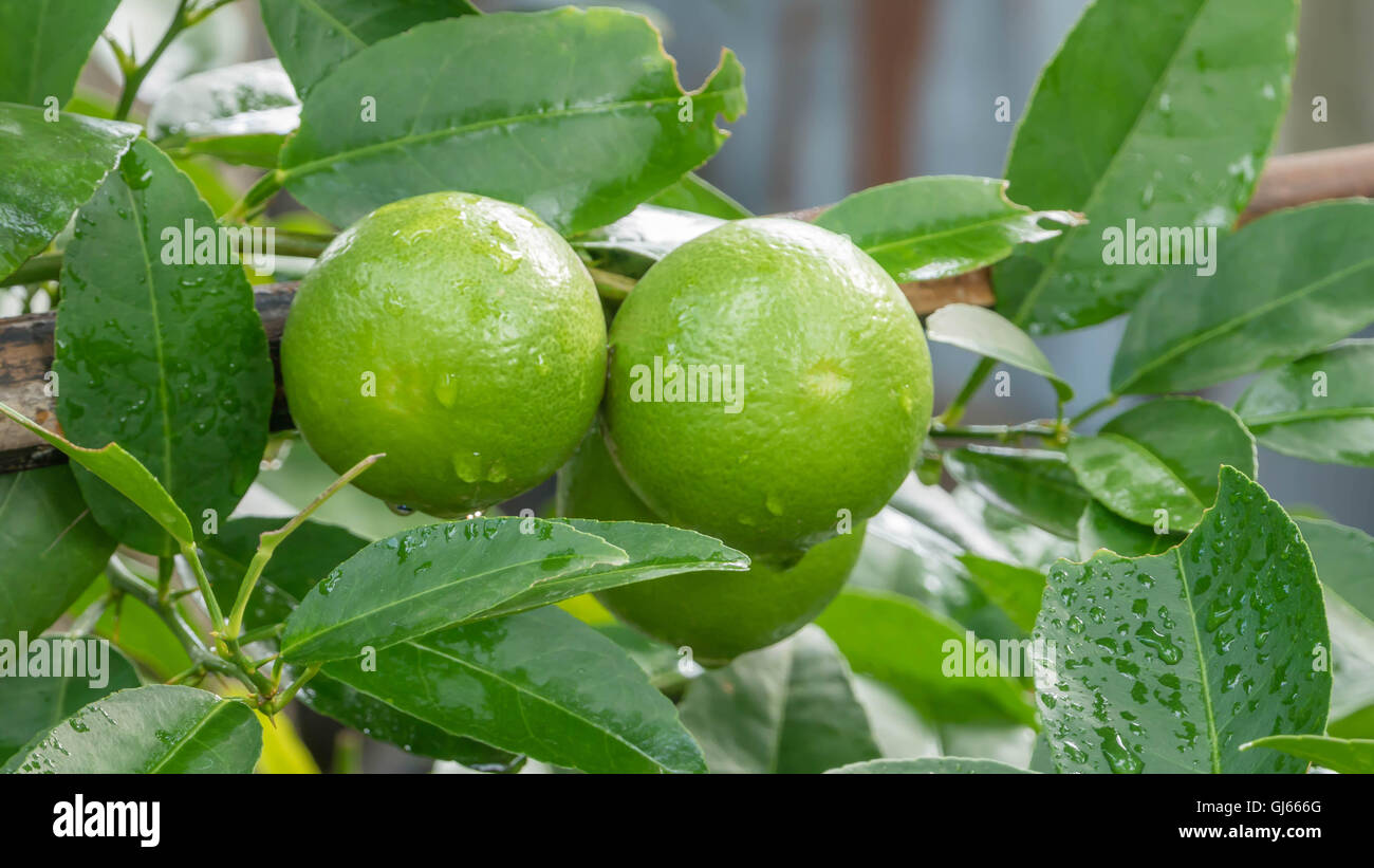 Lime green tree hanging from the branches of it Stock Photo - Alamy