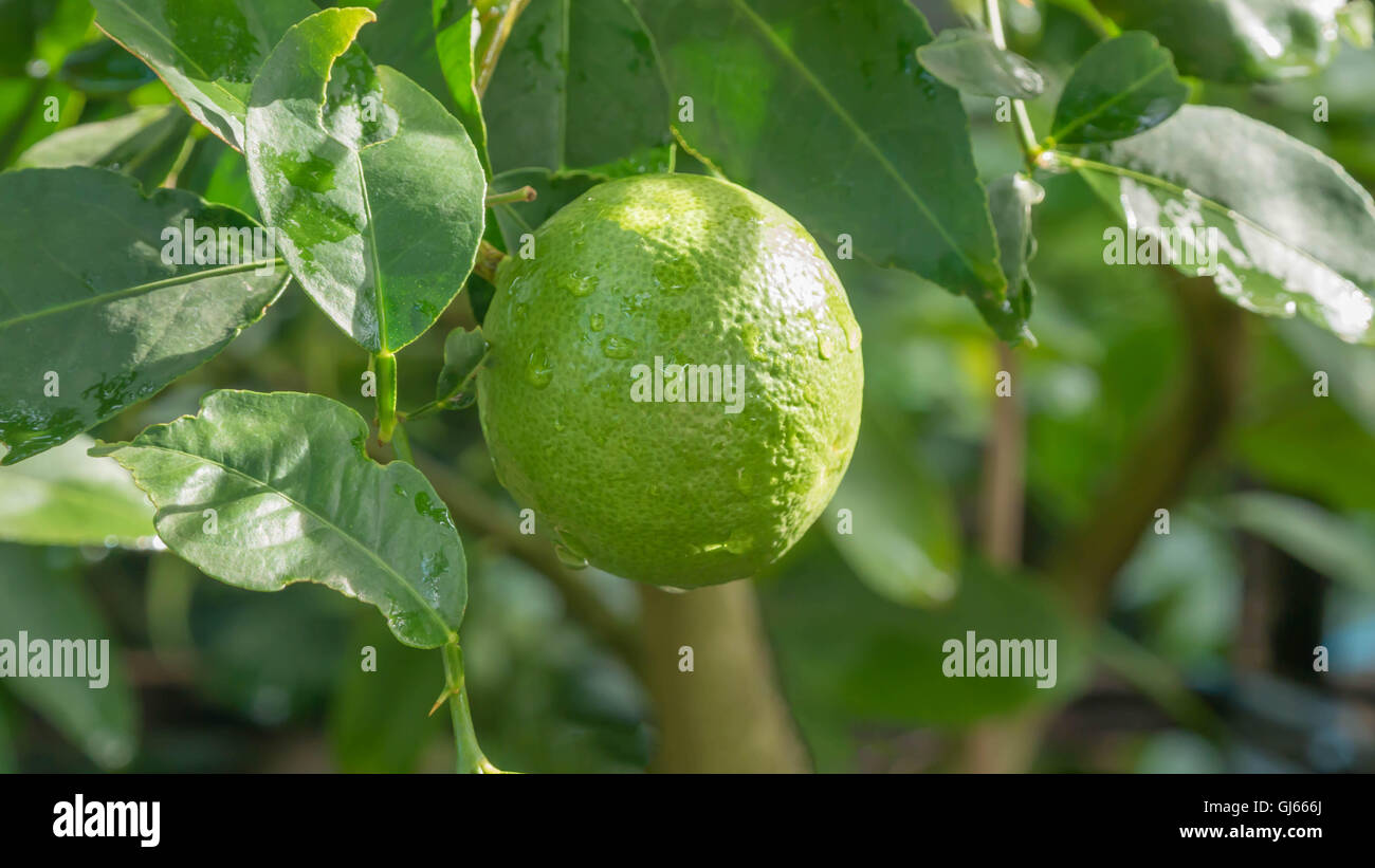 Lime green tree hanging from the branches of it Stock Photo - Alamy