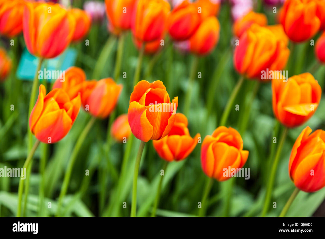 Tulips at the Keukenhof in the city of Lisse, the Netherlands Stock ...