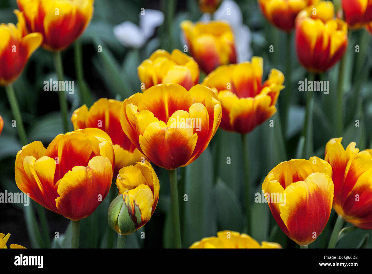 Tulips at the Keukenhof in the city of Lisse, the Netherlands Stock ...