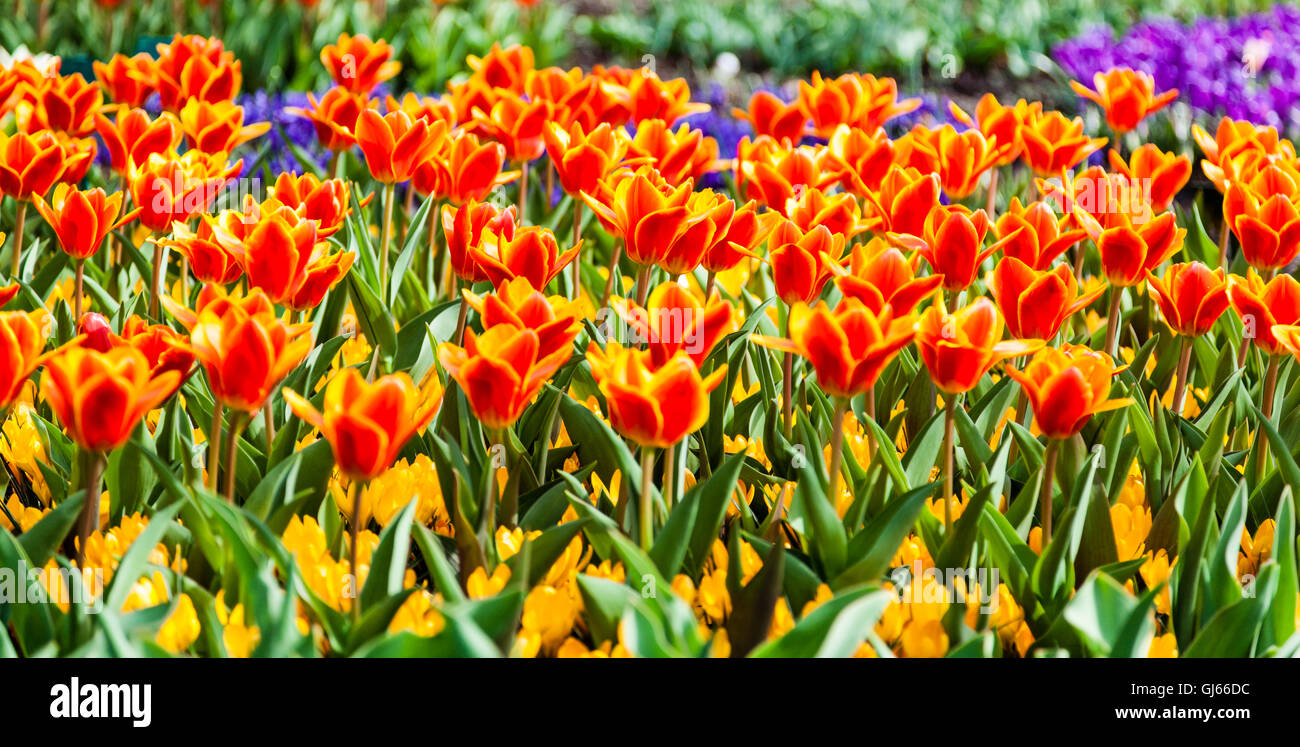 Tulips at the Keukenhof in the city of Lisse, the Netherlands Stock ...