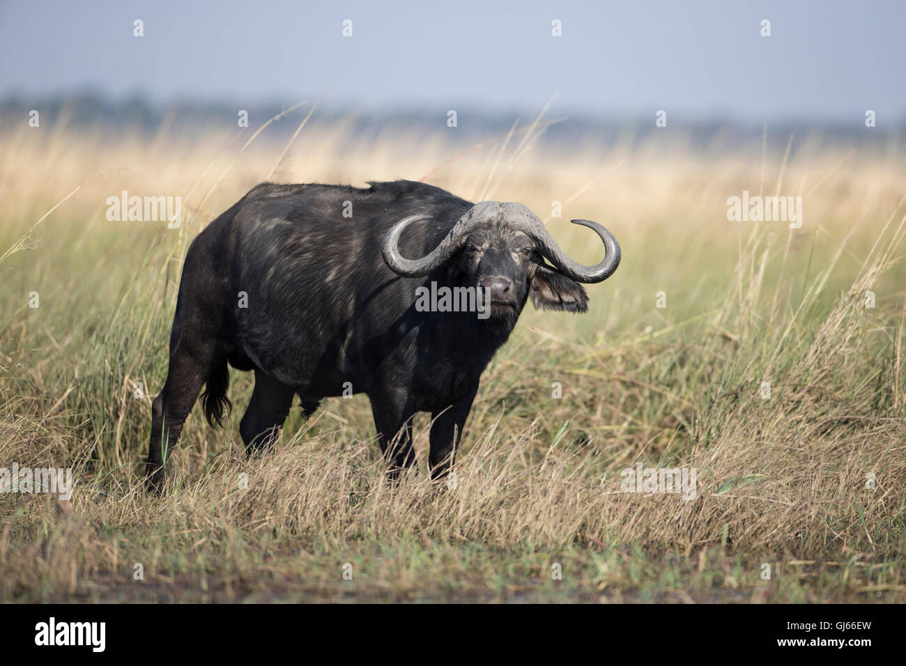 Large Cape Buffalo Syncerus caffer on the side of a river bank in ...