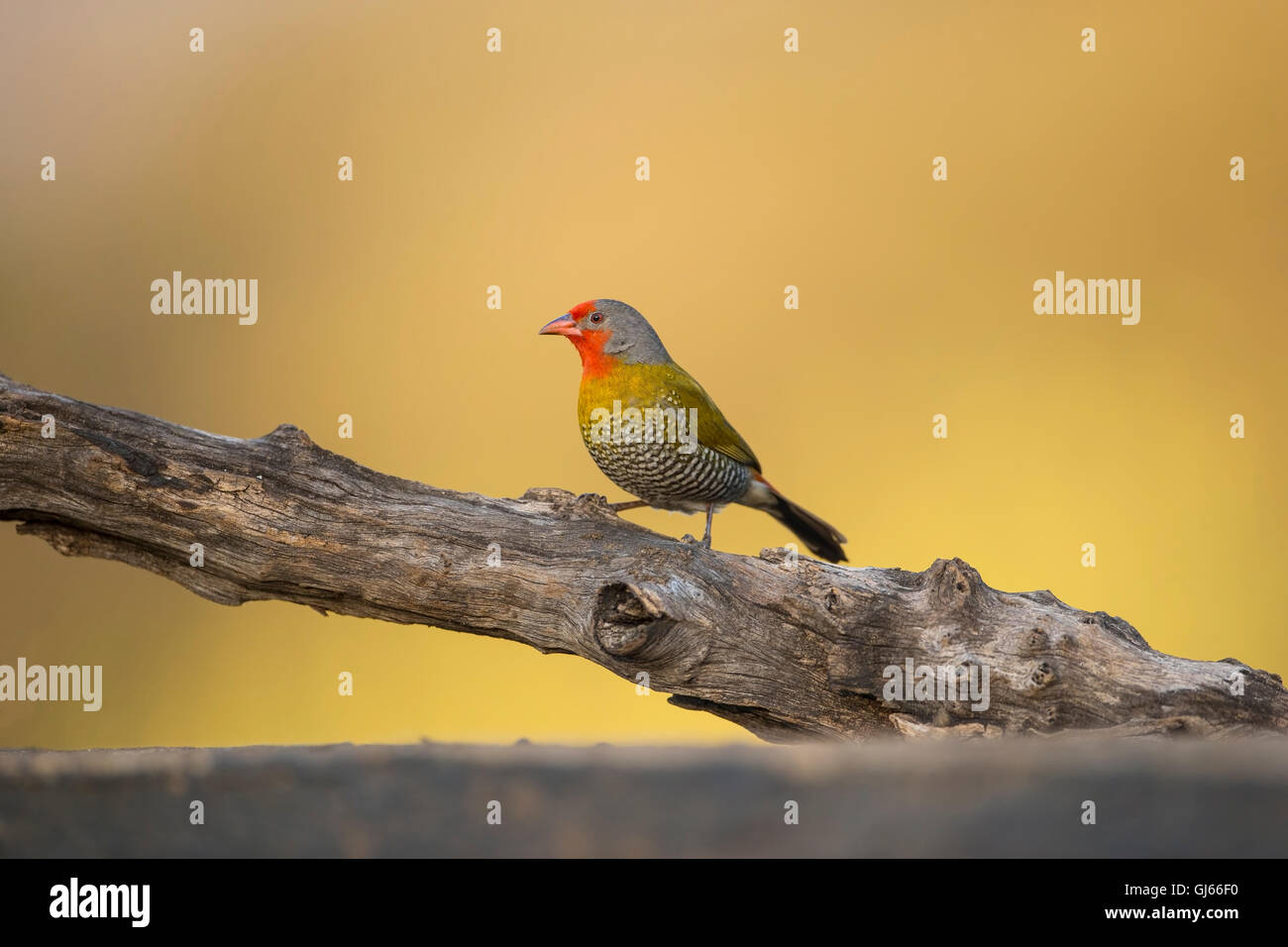 Green-winged Pytilia Pytilia melba male perched in profile on a branch ...