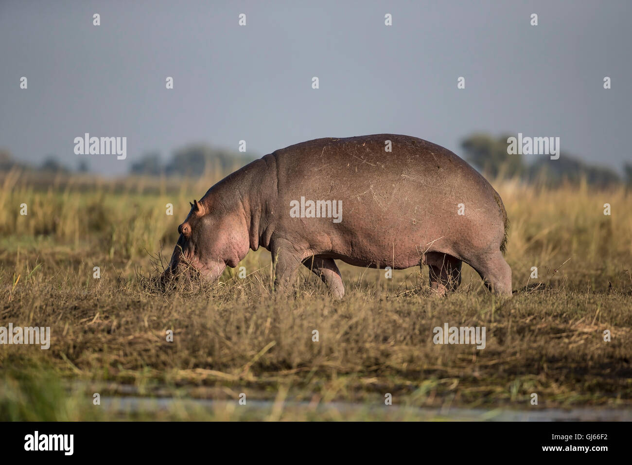 Adult hippopotamus Hippopotamus amphibius in profile on river bank in ...
