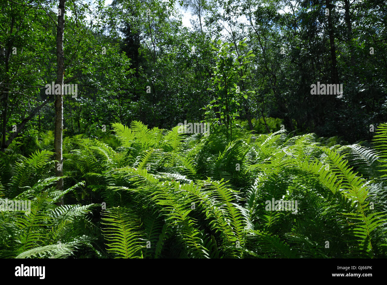 Lot of big Ferns (plantae embryophyta) in a forest in the North of ...